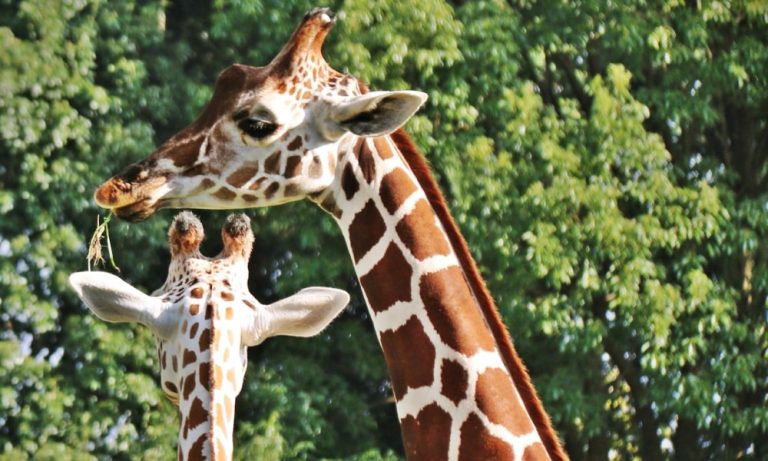 ¿Qué Hacer en el Zoológico de Zacango?